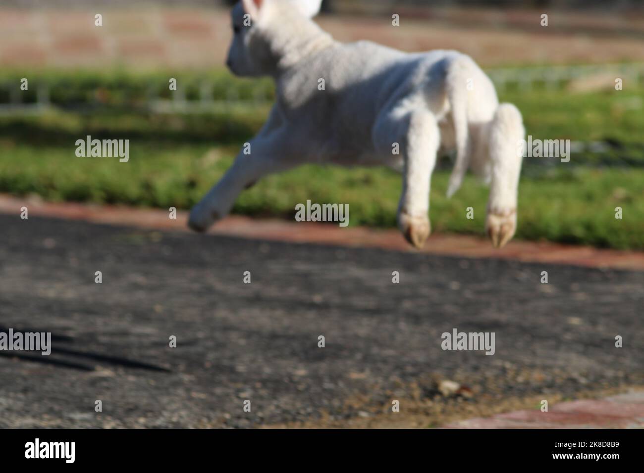 Toby the bottle fed pet lamb living in Kangaroo Ground, Victoria ...