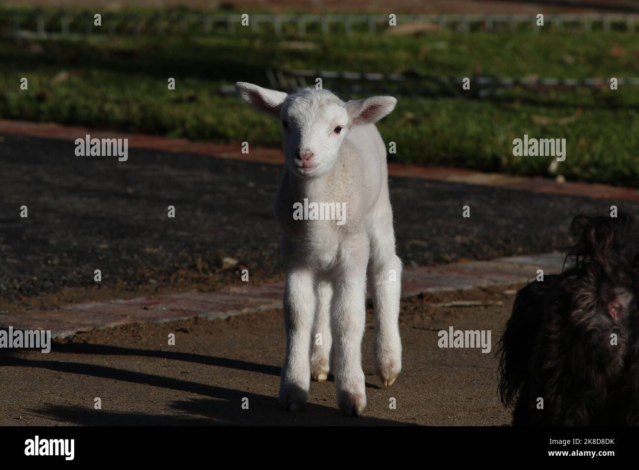 Toby the bottle fed pet lamb living in Kangaroo Ground, Victoria ...