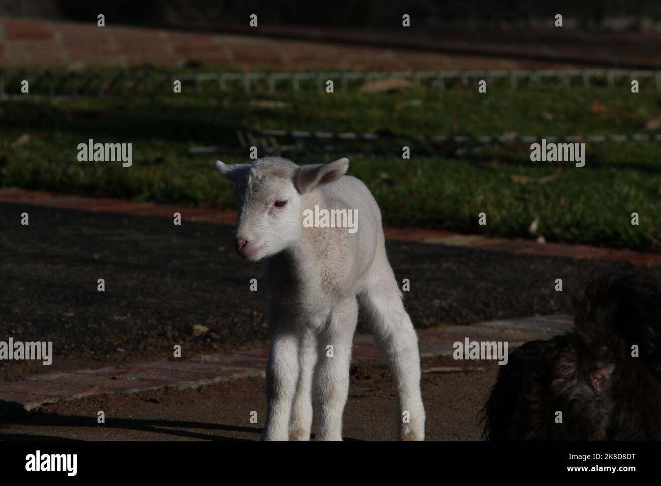 Toby the bottle fed pet lamb living in Kangaroo Ground, Victoria ...