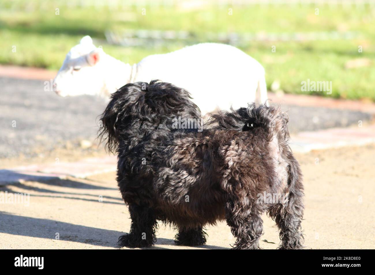 Sooty the dog and Toby the bottle fed pet lamb playing with each other ...