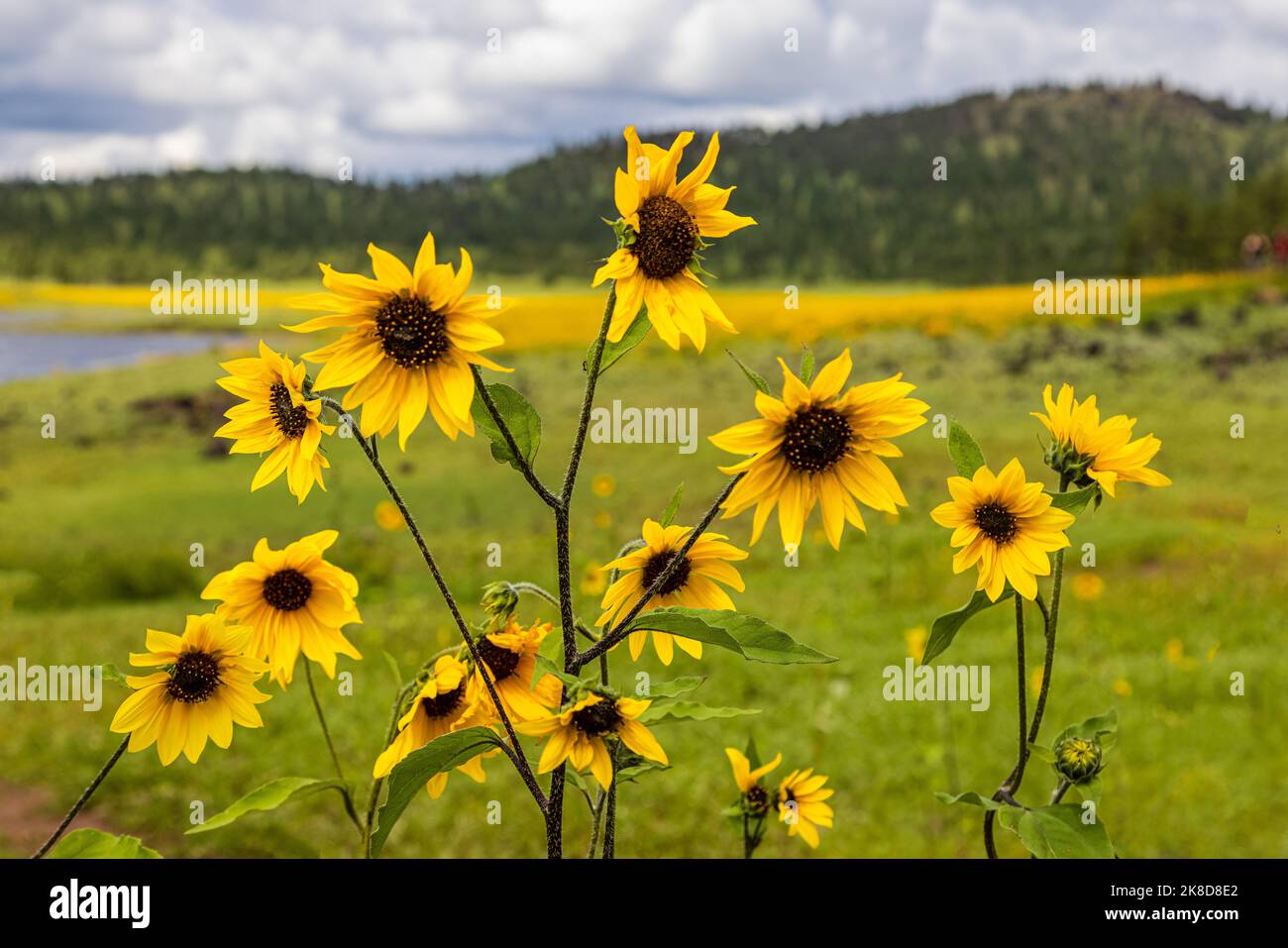 Wild sunflowers greet the visitor along the shore of River Reservoir ...