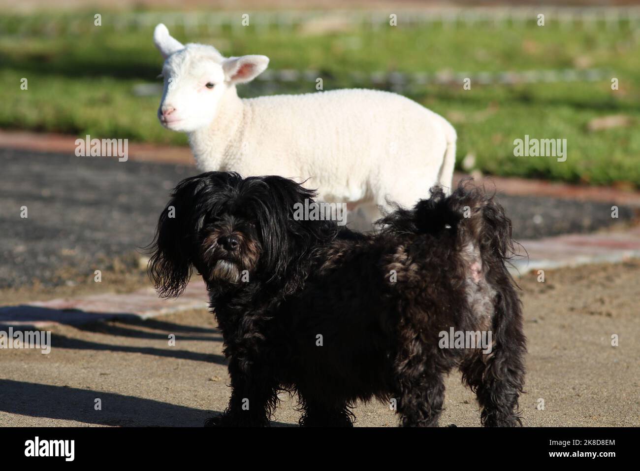 Dog chasing lamb hi-res stock photography and images - Alamy
