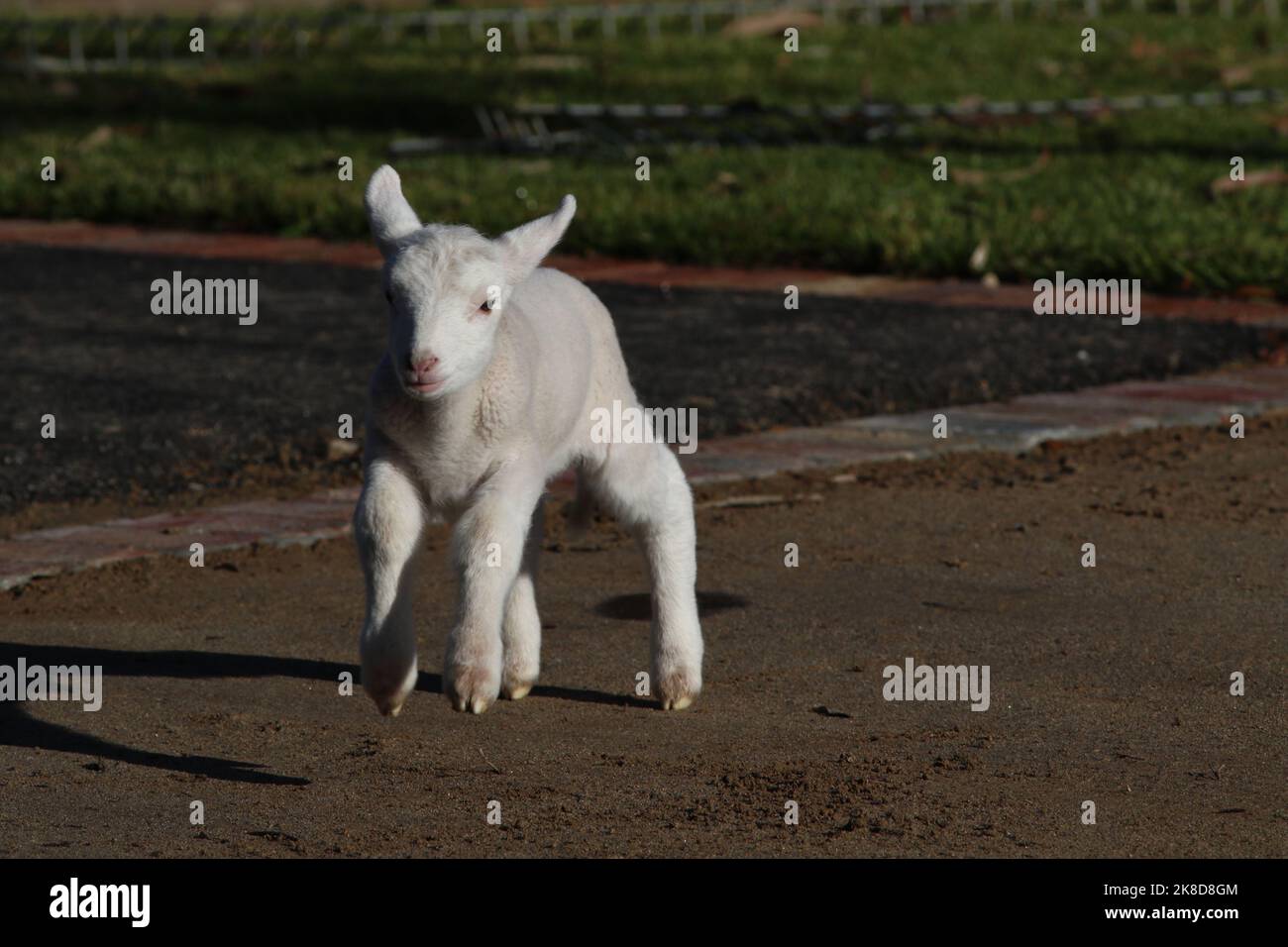 Toby the bottle fed pet lamb living in Kangaroo Ground, Victoria ...