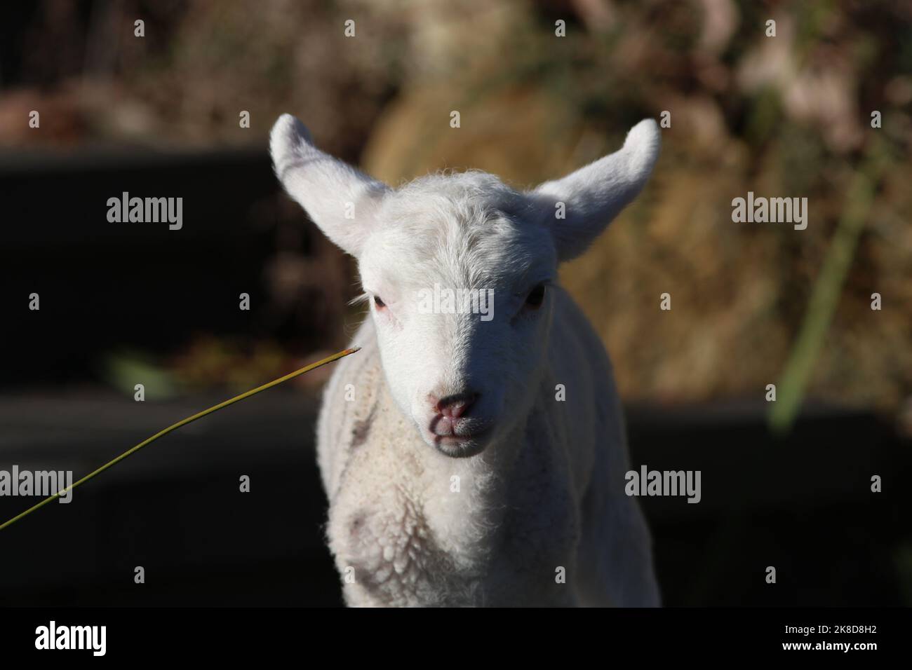 Toby the bottle fed pet lamb living in Kangaroo Ground, Victoria ...
