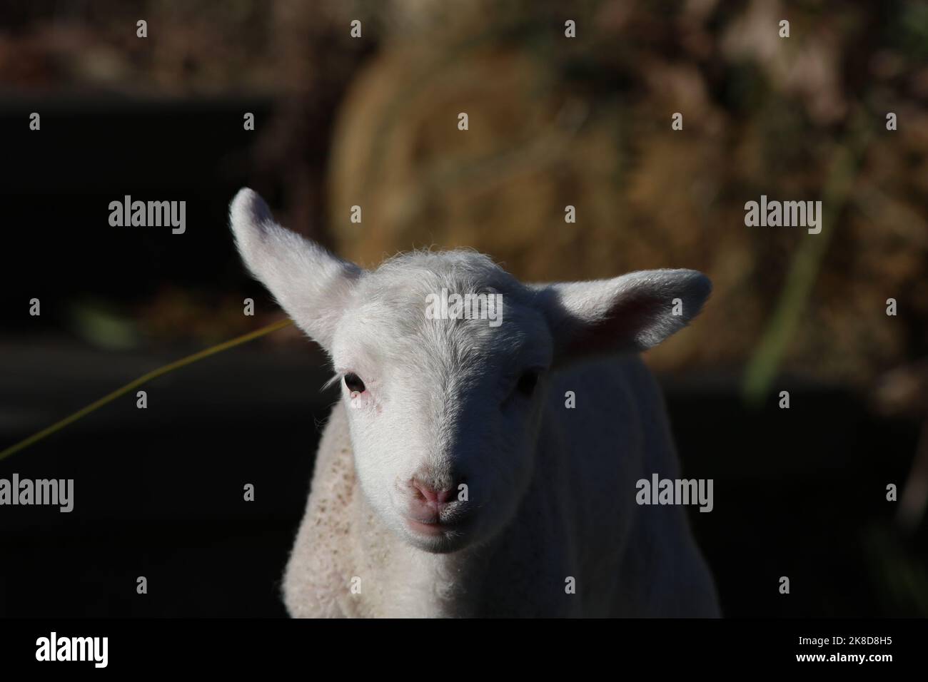Bottle raised lamb hi-res stock photography and images - Alamy