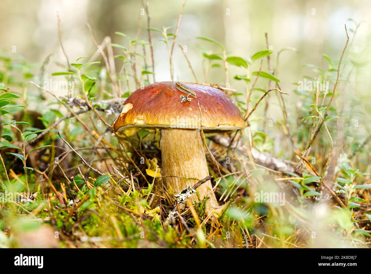 Beautiful boletus edulis mushroom in forest. Old magic forest mushrooms ...