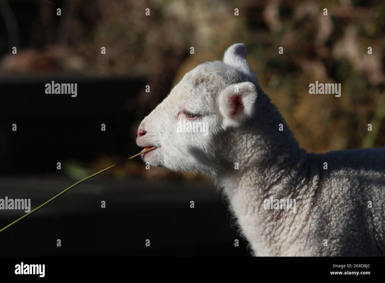 Toby the bottle fed pet lamb living in Kangaroo Ground, Victoria ...