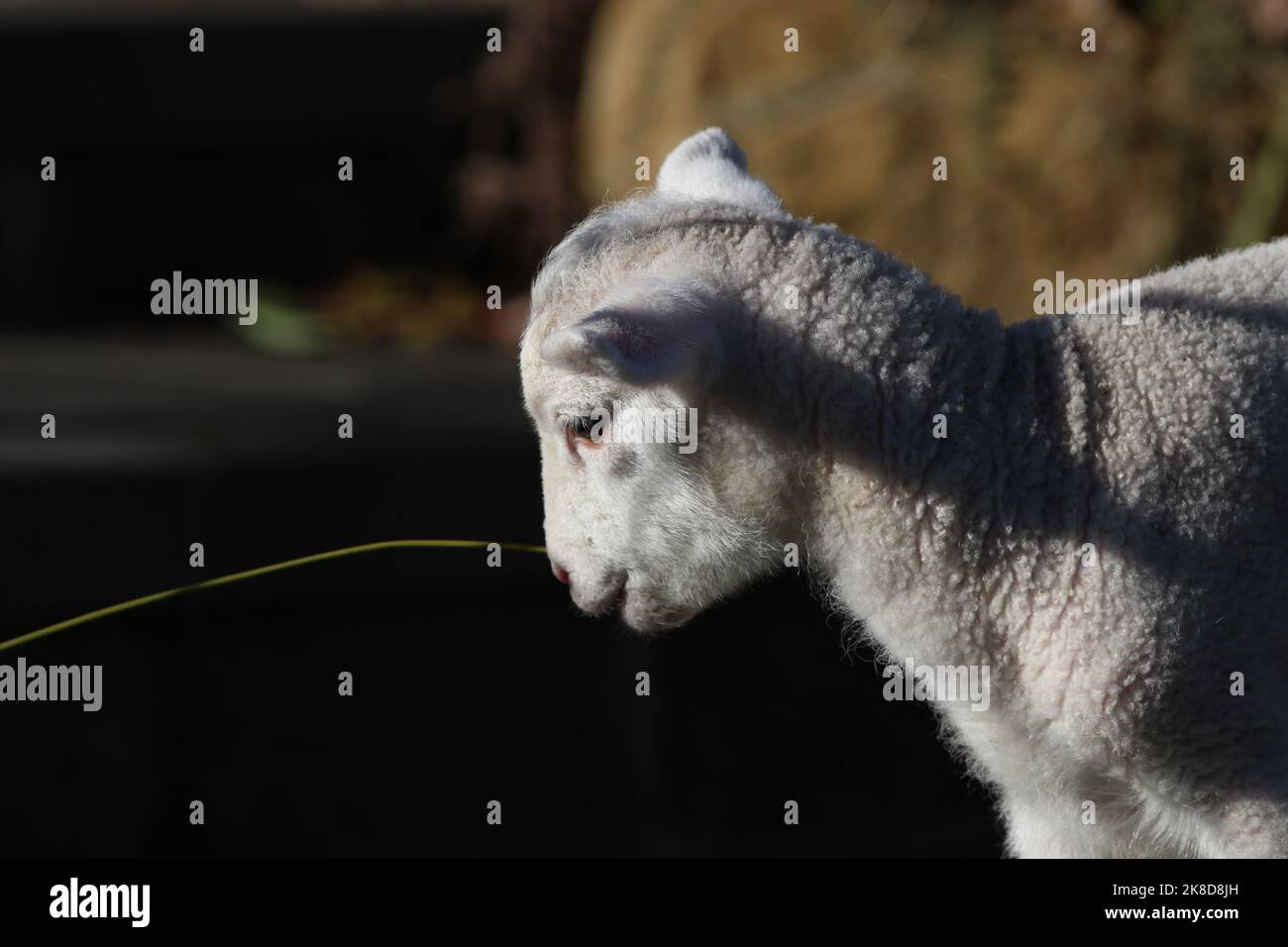 Toby the bottle fed pet lamb living in Kangaroo Ground, Victoria ...