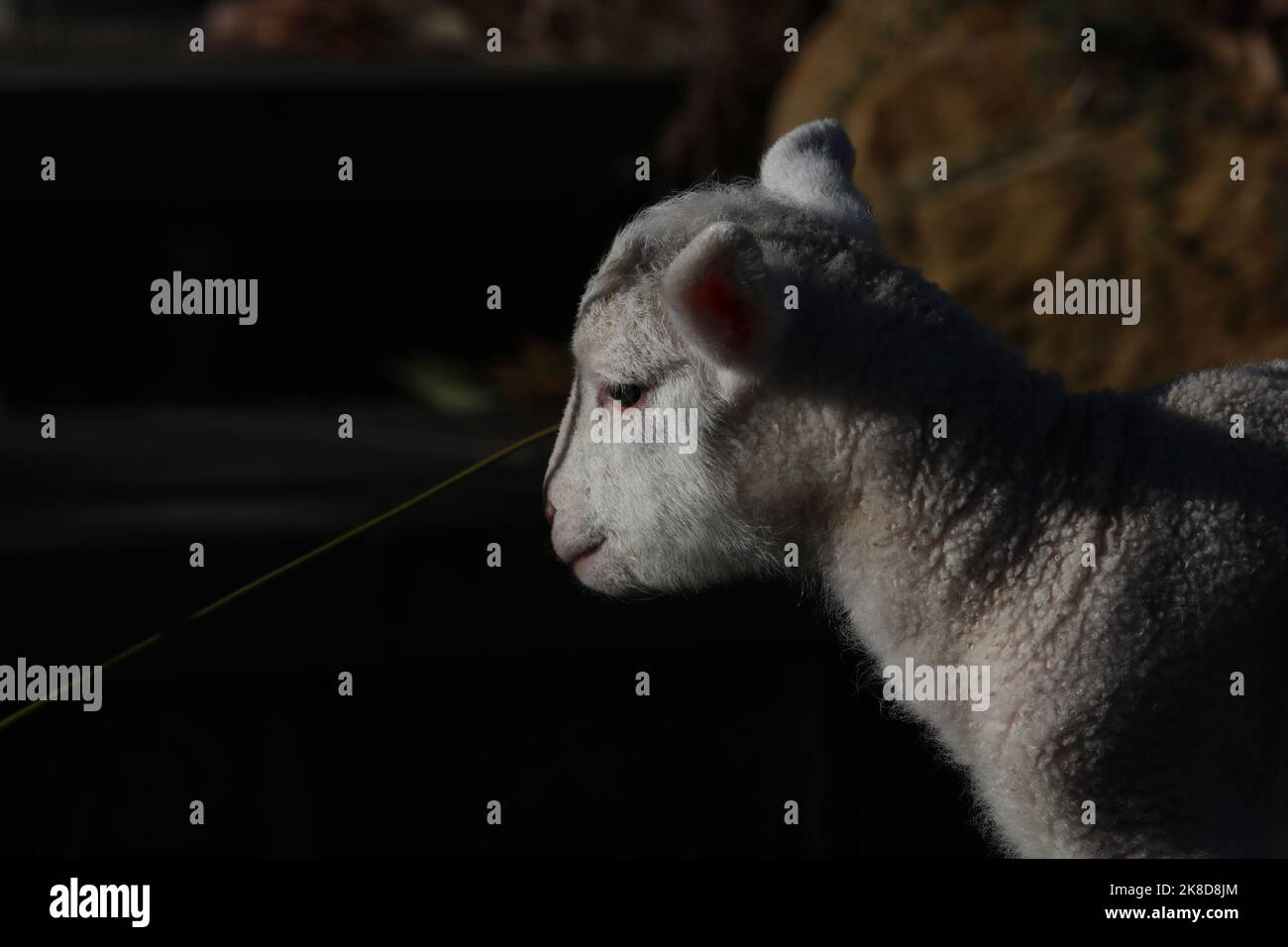 Toby the bottle fed pet lamb living in Kangaroo Ground, Victoria ...