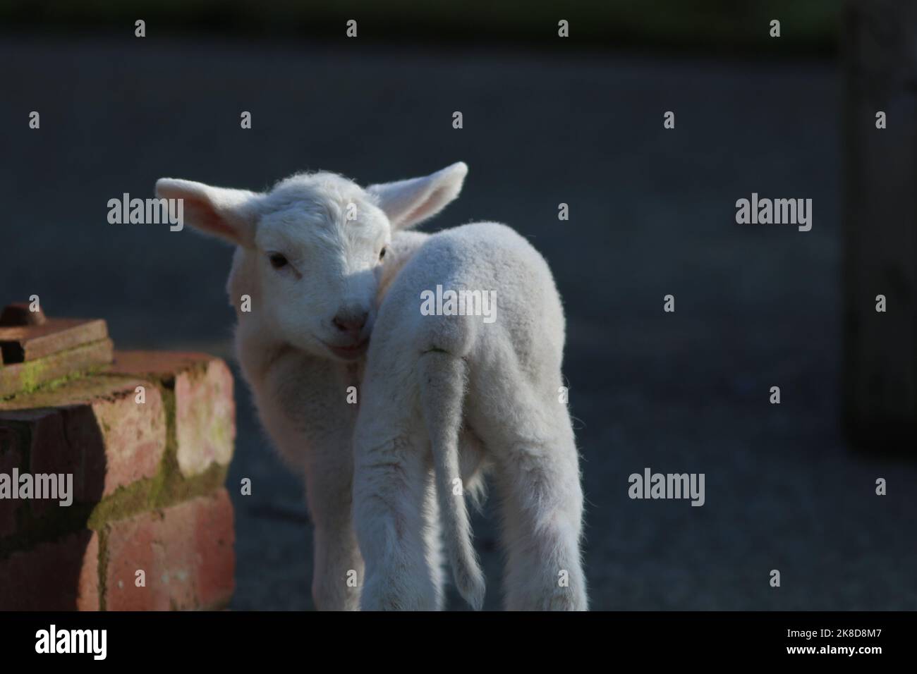 Toby the bottle fed pet lamb living in Kangaroo Ground, Victoria ...