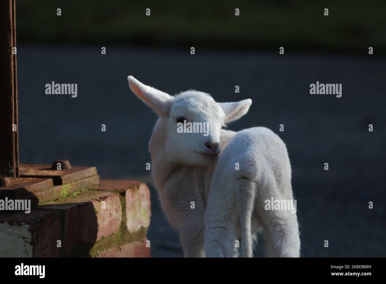 Sheep lamb with tail ring hi-res stock photography and images - Alamy