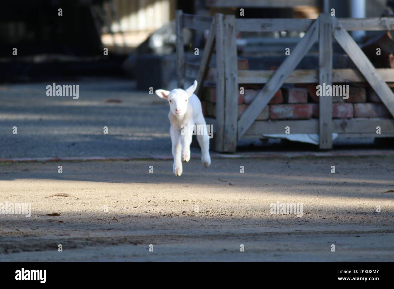 Toby the bottle fed pet lamb living in Kangaroo Ground, Victoria ...