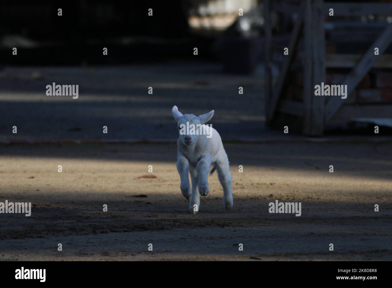 Toby the bottle fed pet lamb living in Kangaroo Ground, Victoria ...