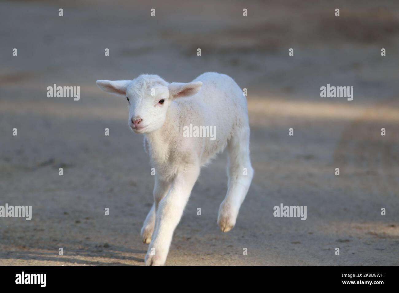 Toby the bottle fed pet lamb living in Kangaroo Ground, Victoria ...