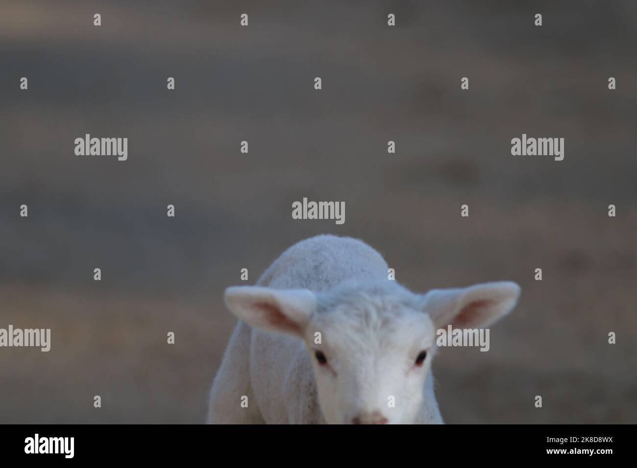 Toby the bottle fed pet lamb living in Kangaroo Ground, Victoria ...