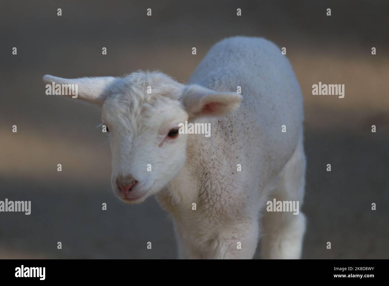 Toby the bottle fed pet lamb living in Kangaroo Ground, Victoria ...