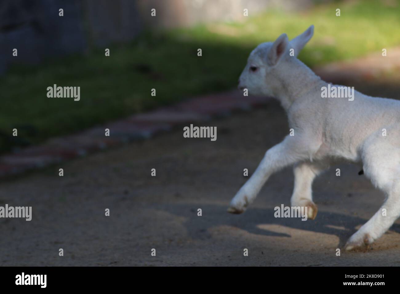 Toby the bottle fed pet lamb living in Kangaroo Ground, Victoria ...
