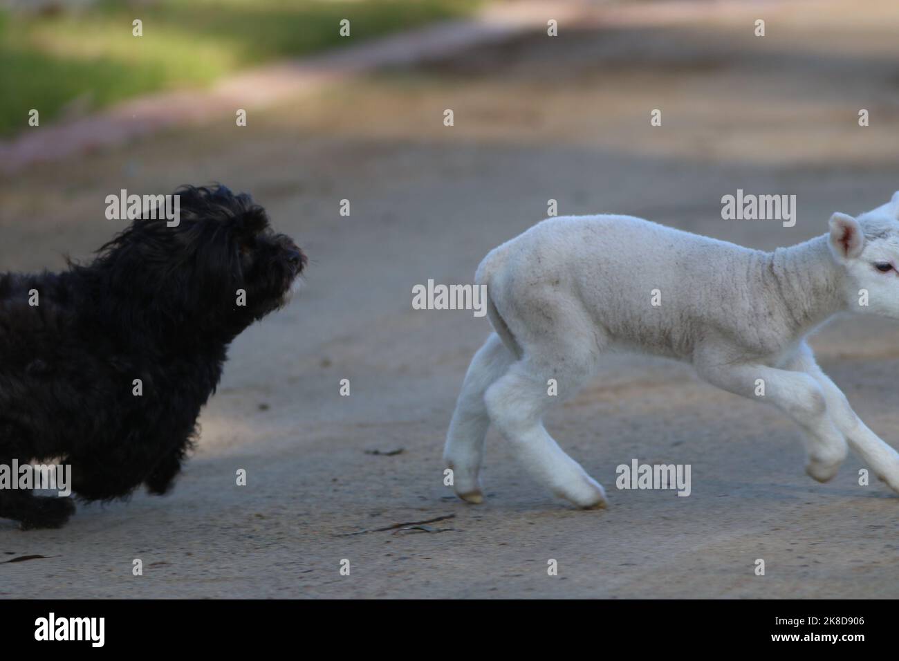 Sooty the dog and Toby the bottle fed pet lamb playing with each other ...