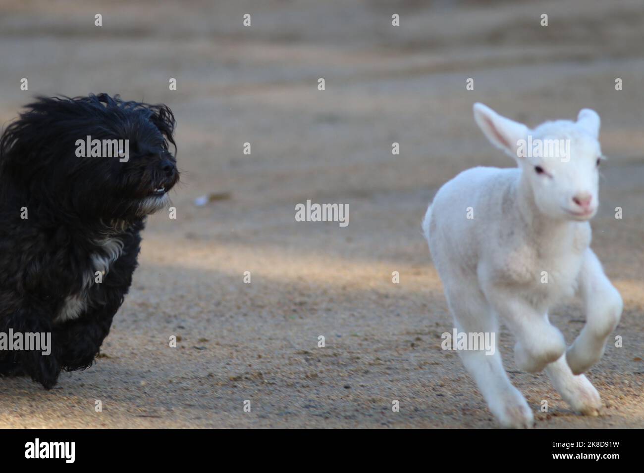 Sooty the dog and Toby the bottle fed pet lamb playing with each other ...
