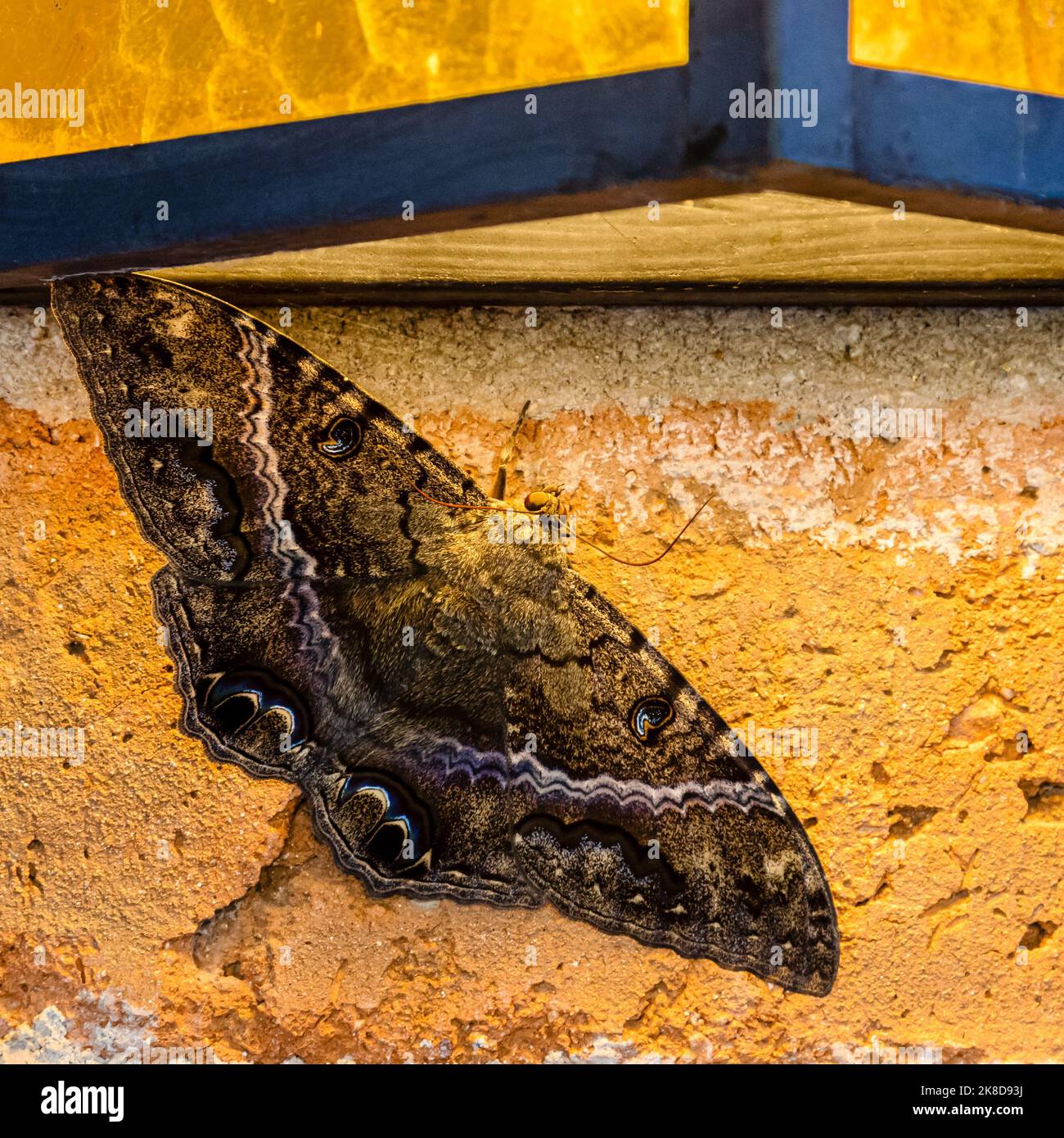 A Black Witch moth illuminated by a yellow porch light Stock Photo - Alamy