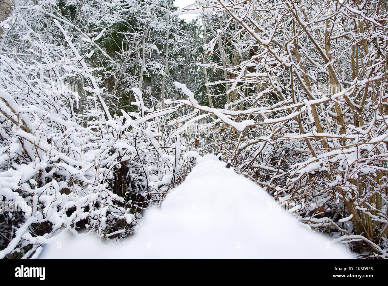 The road among the forest during a strong snow storm. scandinavia ...