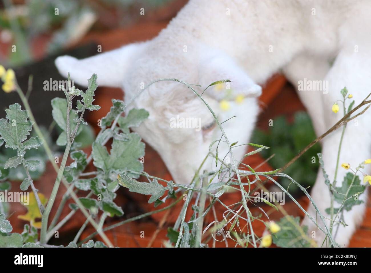 Toby the lamb looking cute playing in the flowers in Kangaroo Ground ...
