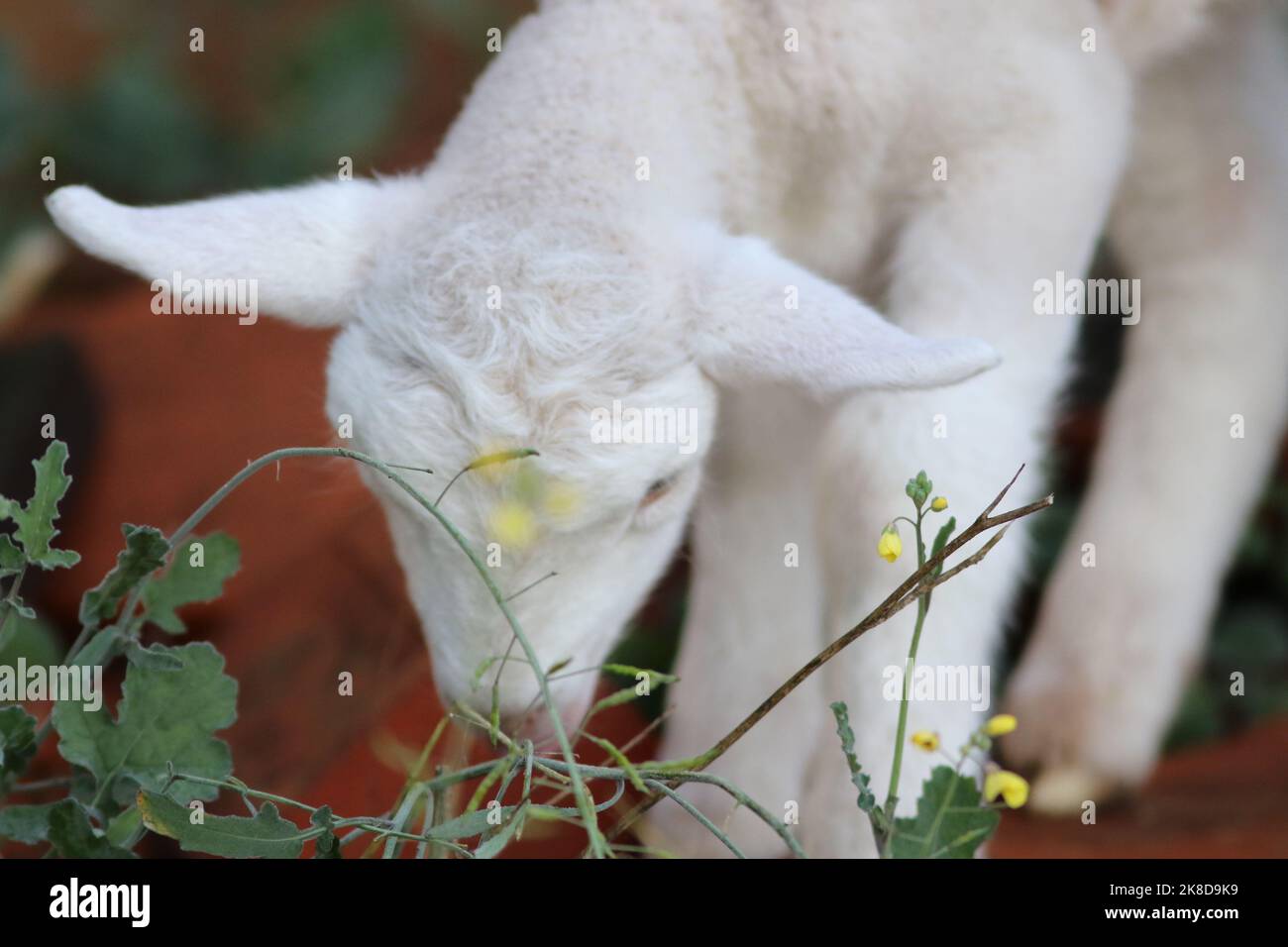 Toby the lamb looking cute playing in the flowers in Kangaroo Ground ...