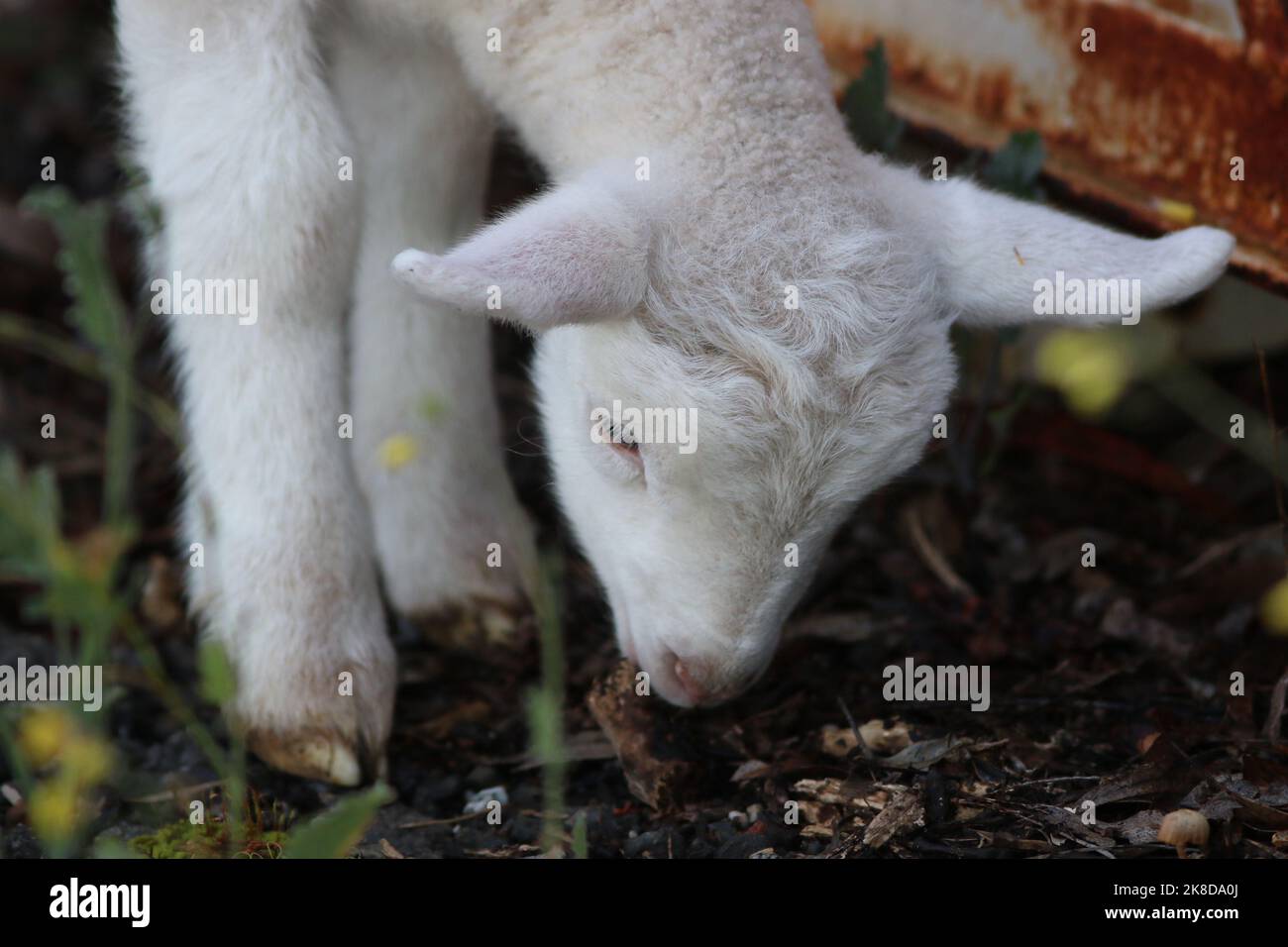 Toby the lamb looking cute playing in the flowers in Kangaroo Ground ...
