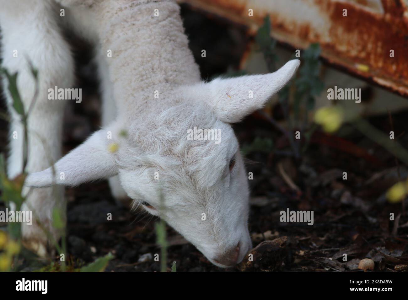 Toby the lamb looking cute playing in the flowers in Kangaroo Ground ...