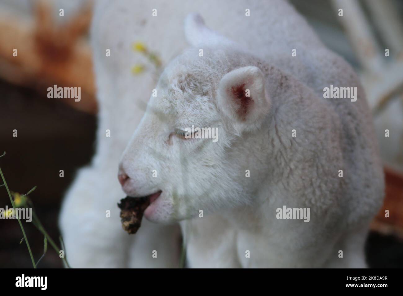 Toby the lamb looking cute playing in the flowers in Kangaroo Ground ...
