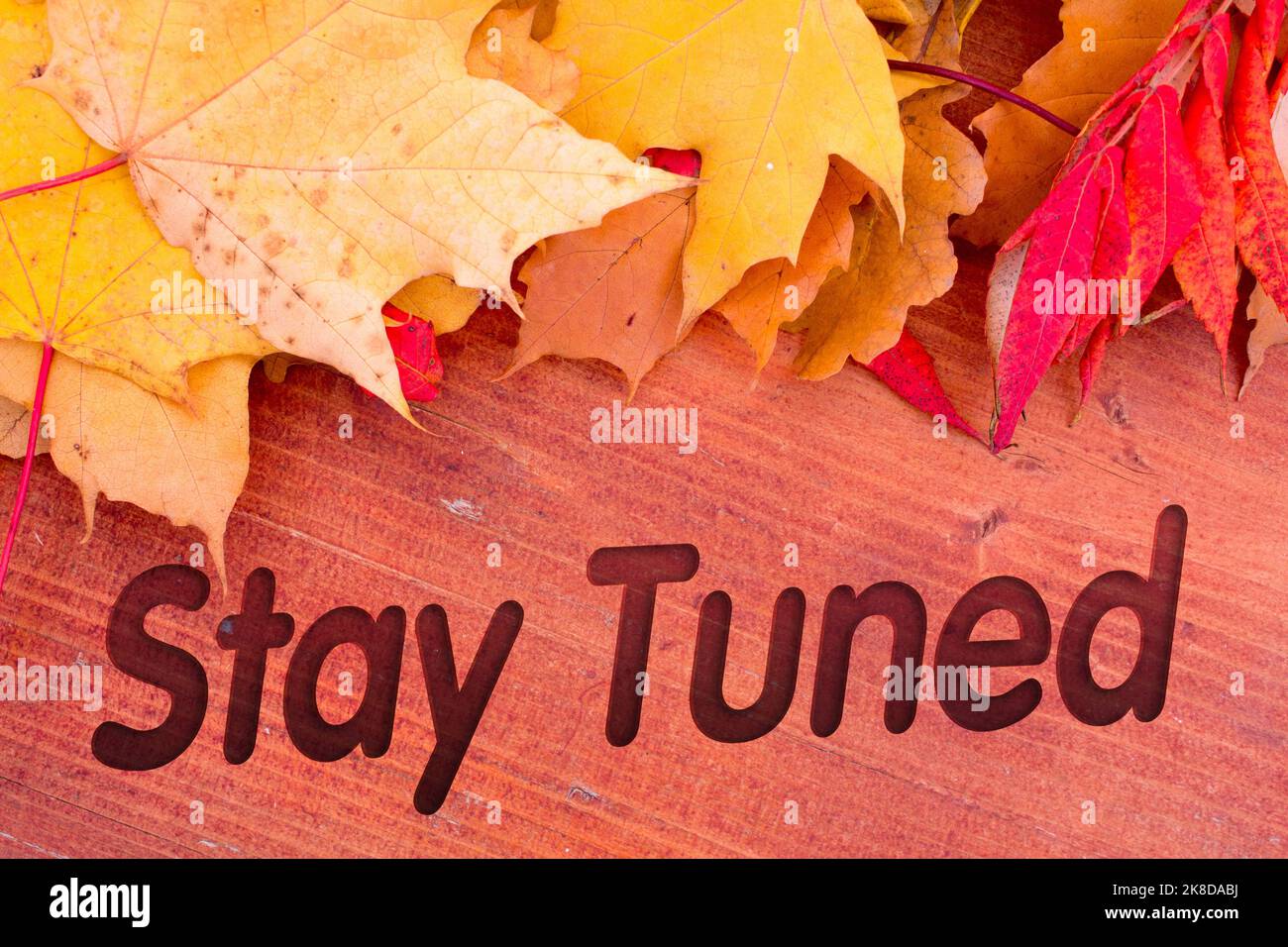 Autumn leaves, objects with Stay Tuned text. Natural patterns, color ...