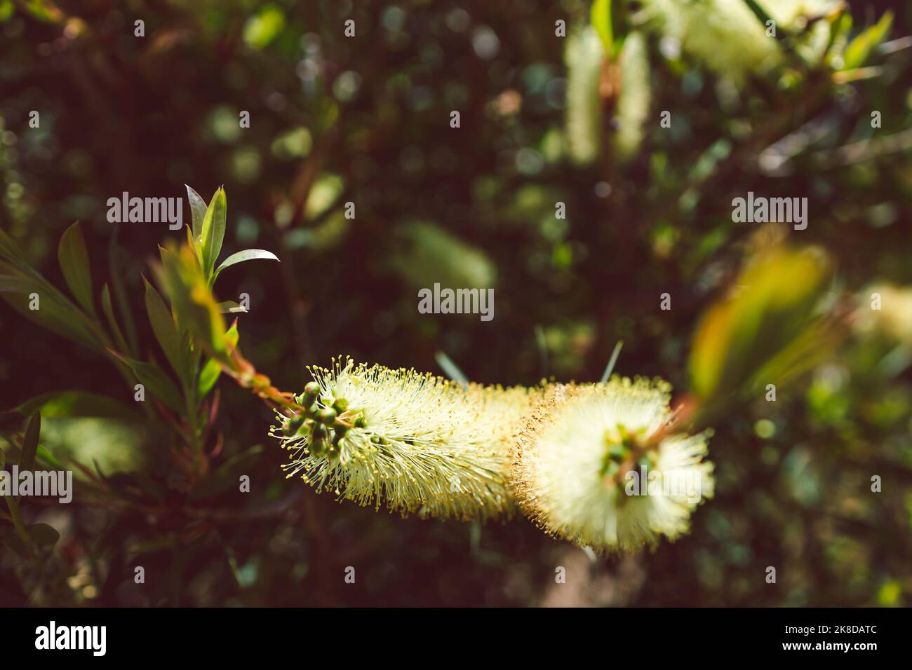 native Australian yellow callistemon plant outdoor in beautiful ...