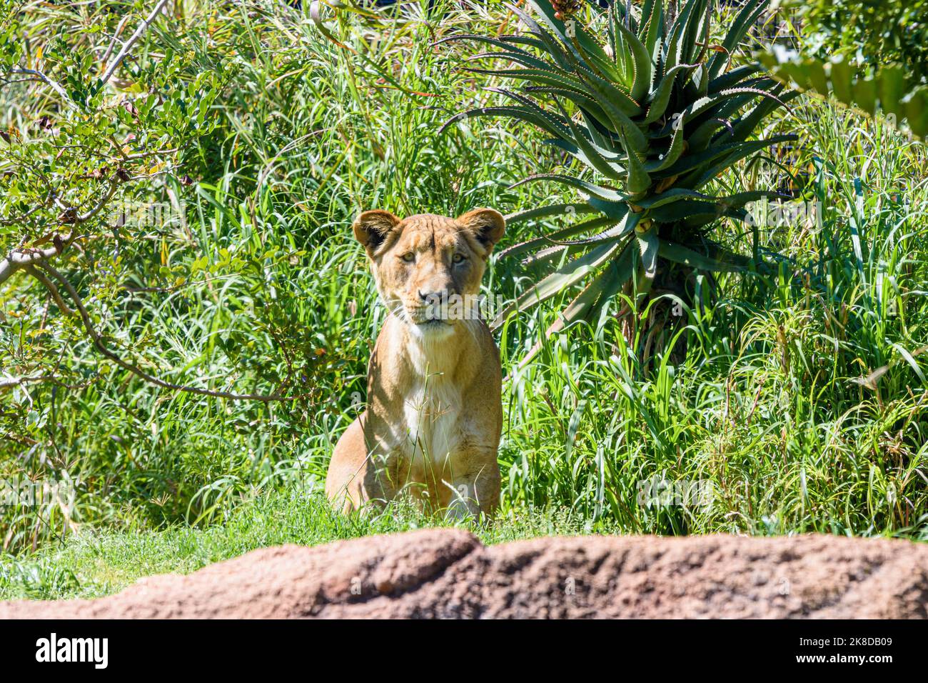 African lion behind viewing safety glass at at Perth Zoo, South Perth ...