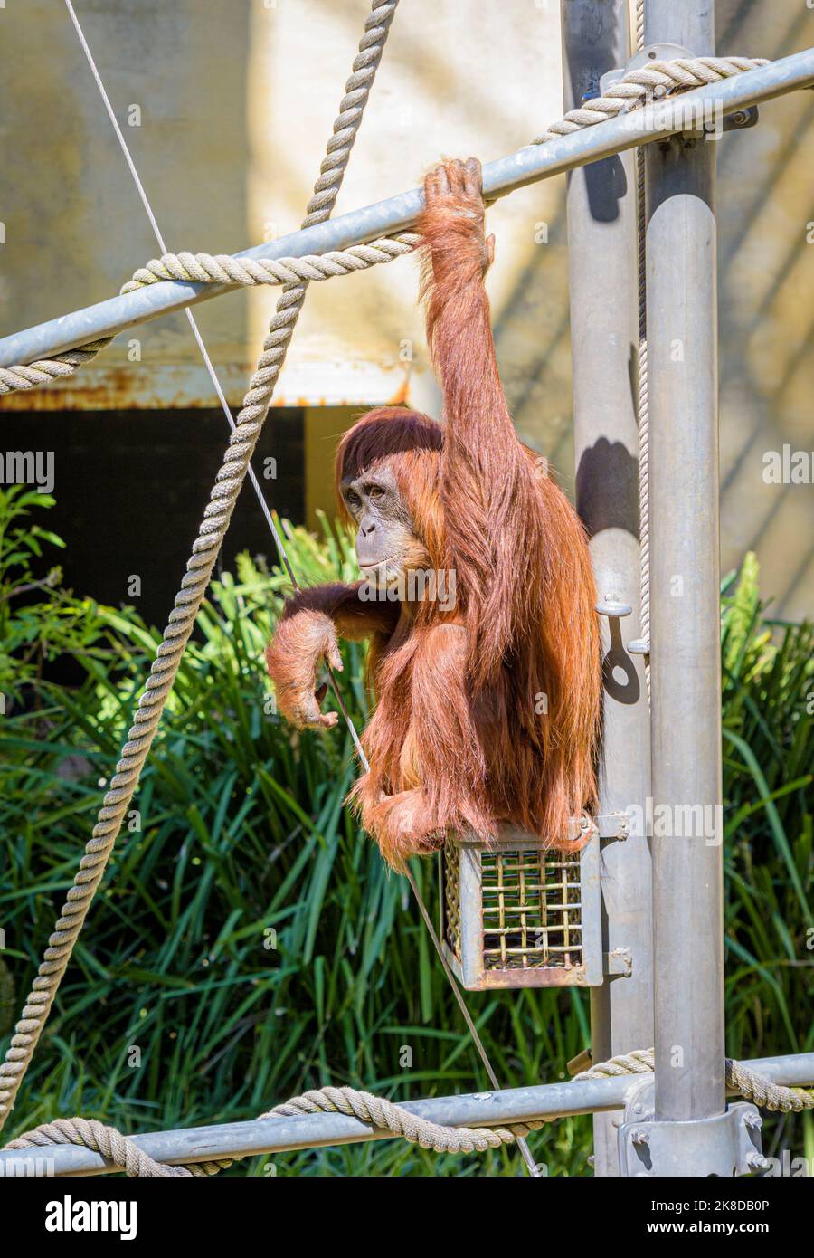 Critically endangered Sumatran Orangutan at Perth Zoo, Western ...