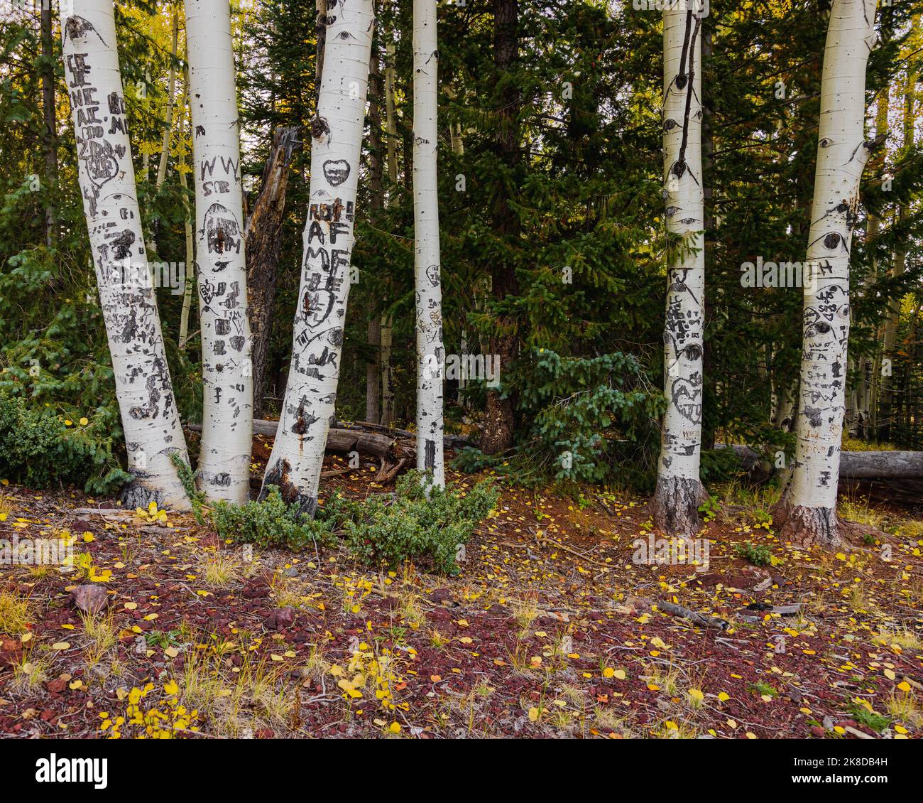 Aspen chronicle hi-res stock photography and images - Alamy