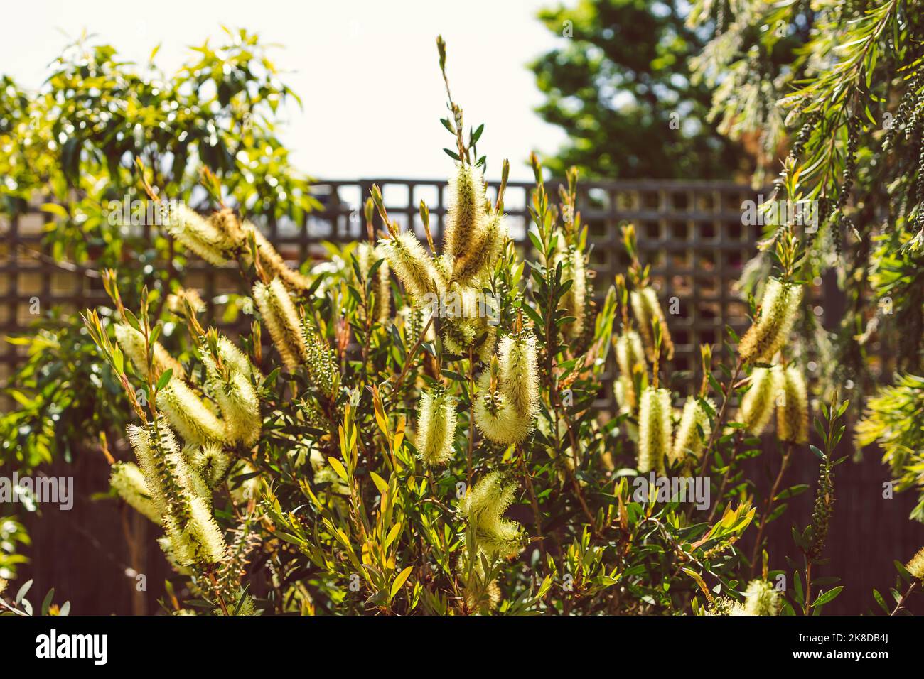 native Australian yellow callistemon plant outdoor in beautiful ...