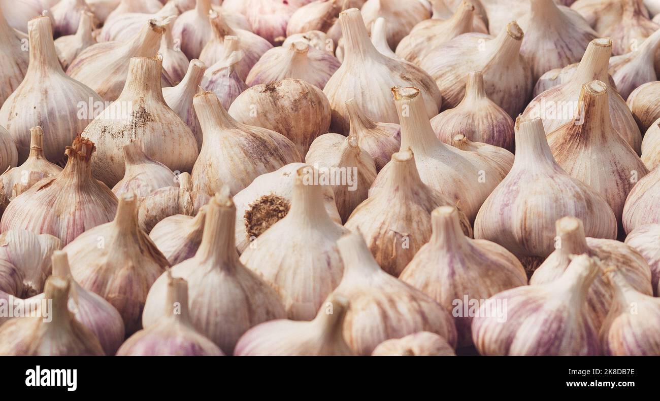 fresh garlic crop, close up Stock Photo - Alamy