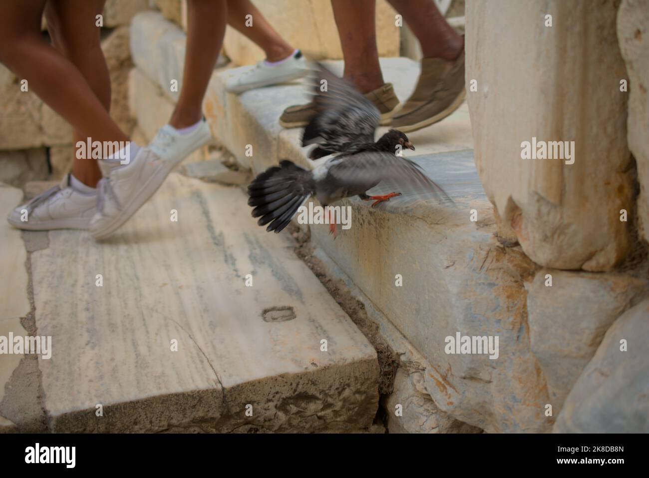 Battered pigeon hi-res stock photography and images - Alamy