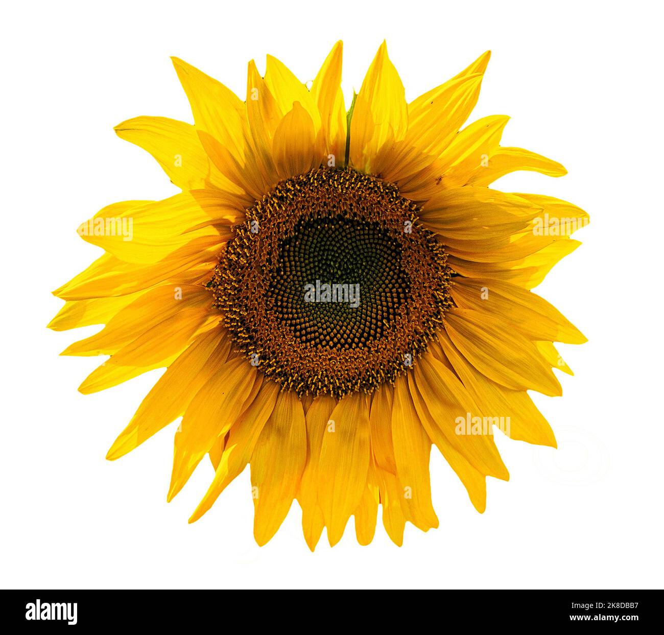 sunflower flower head isolated on white Stock Photo - Alamy