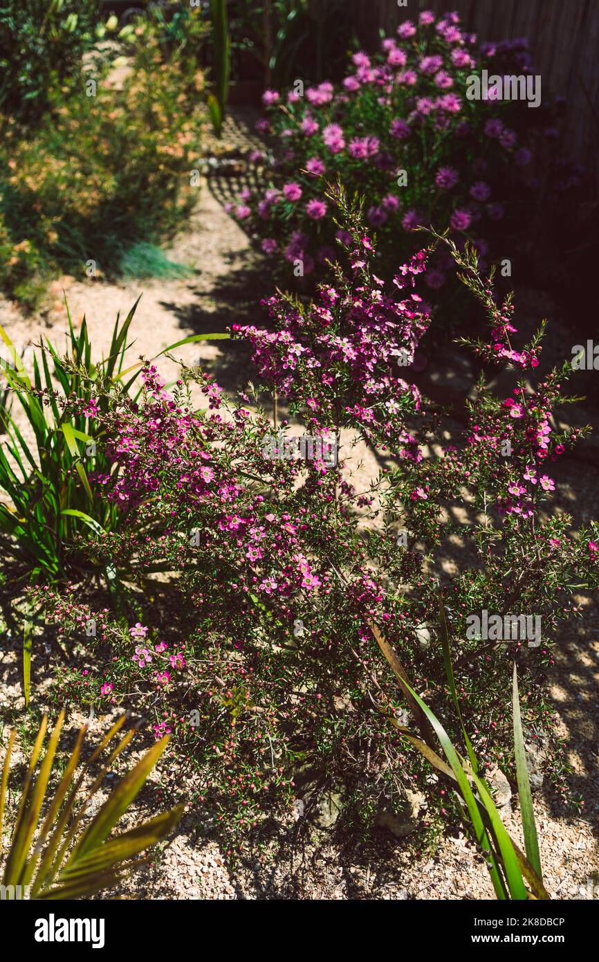 native Australian pink tea tree plant outdoor in beautiful tropical ...