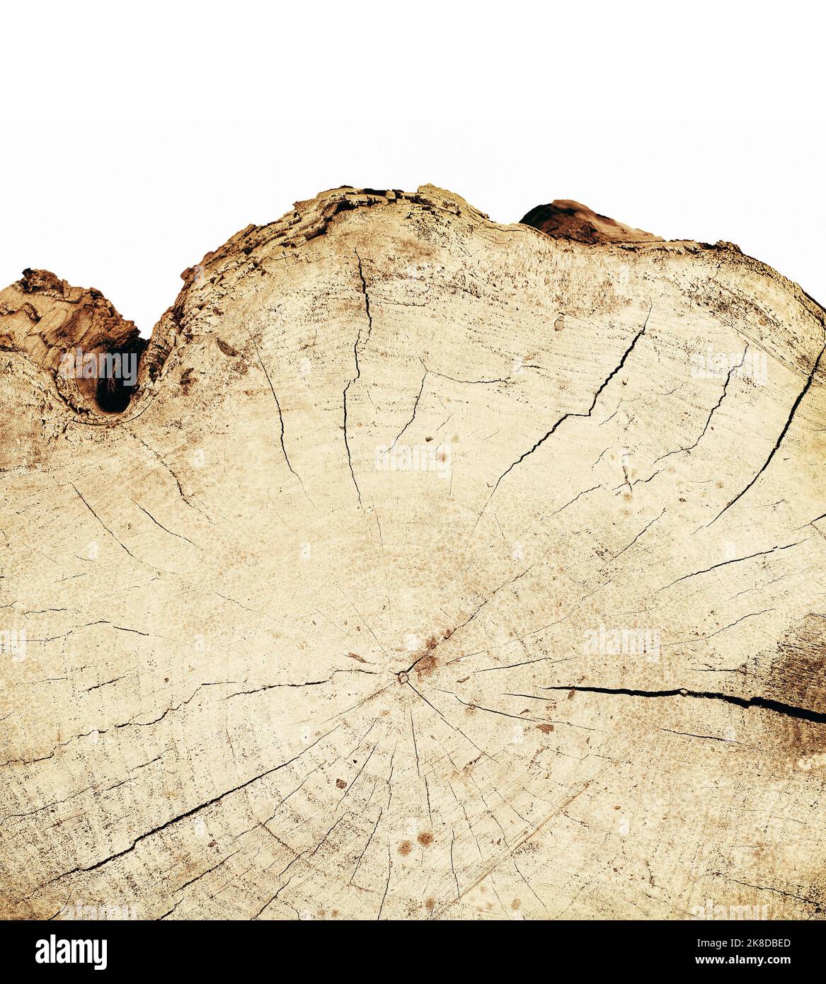 sawn cut tree stump, closeup Stock Photo - Alamy