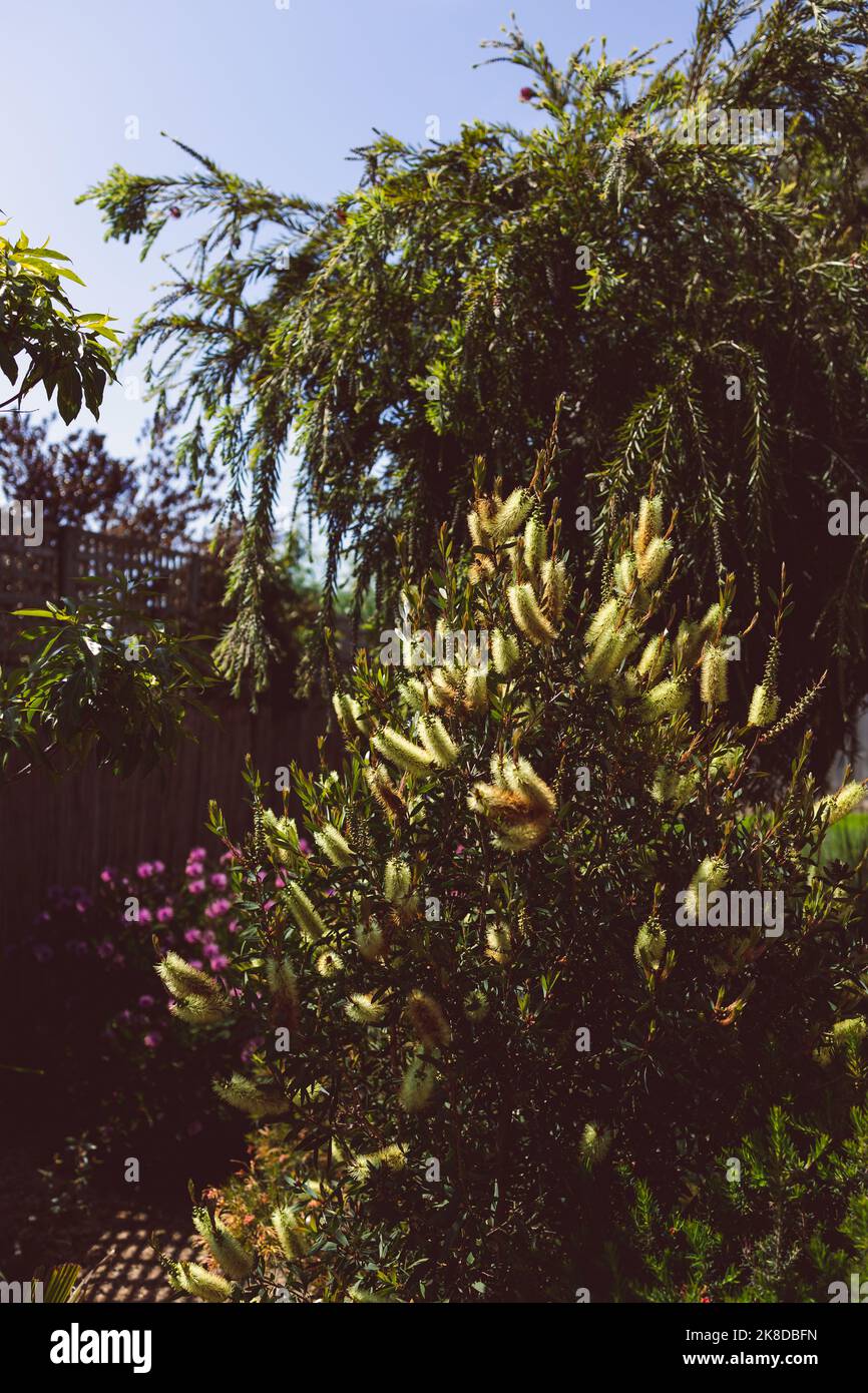 idyllic sunny backyard with yellow callistemon tree and lots of ...
