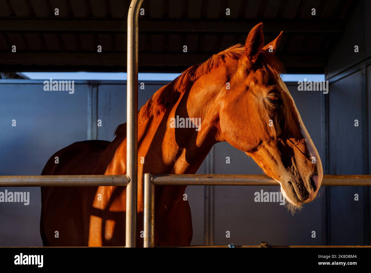 Three horses with their head outside of the stable Stock Photo - Alamy