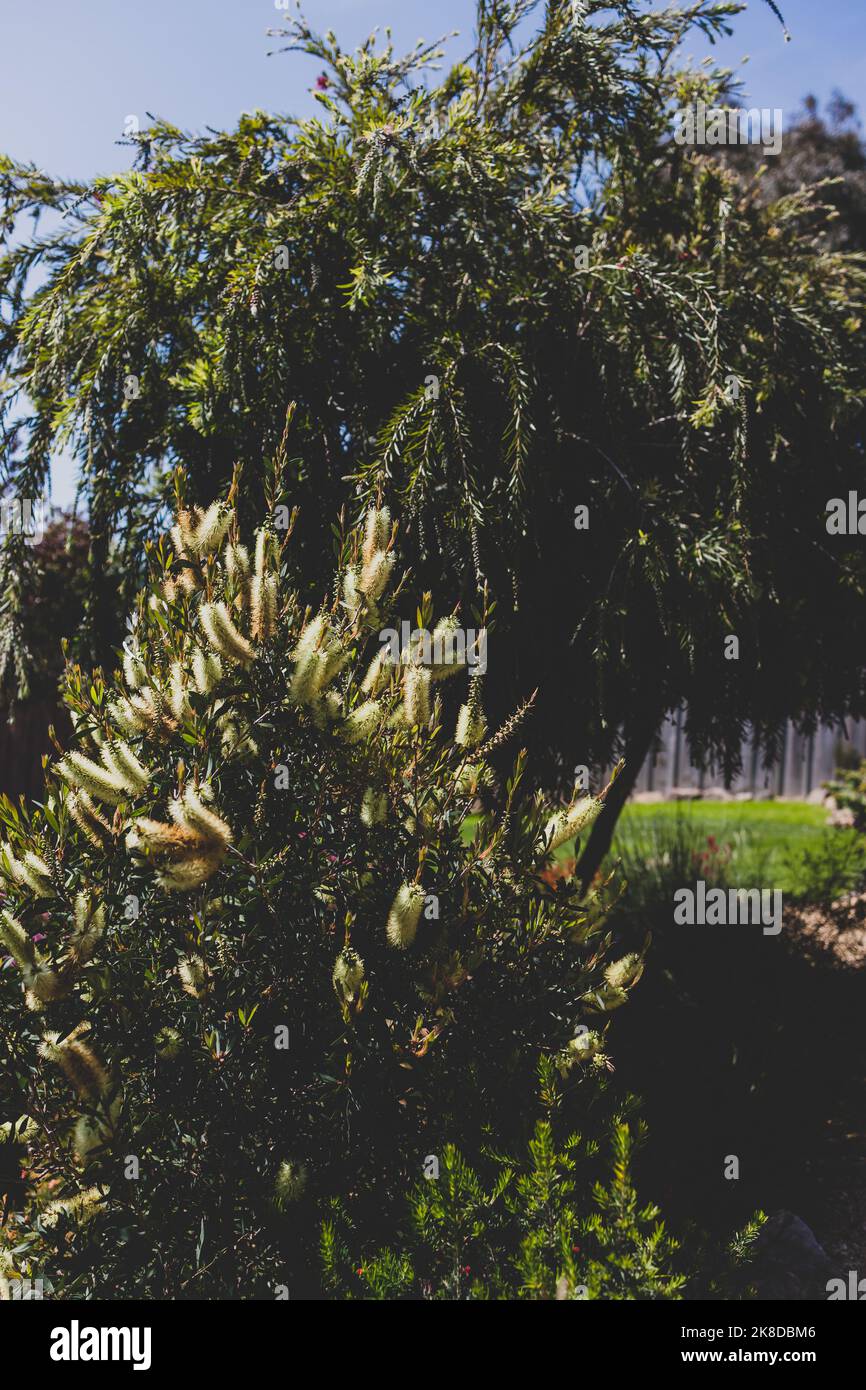 idyllic sunny backyard with yellow callistemon tree and lots of ...