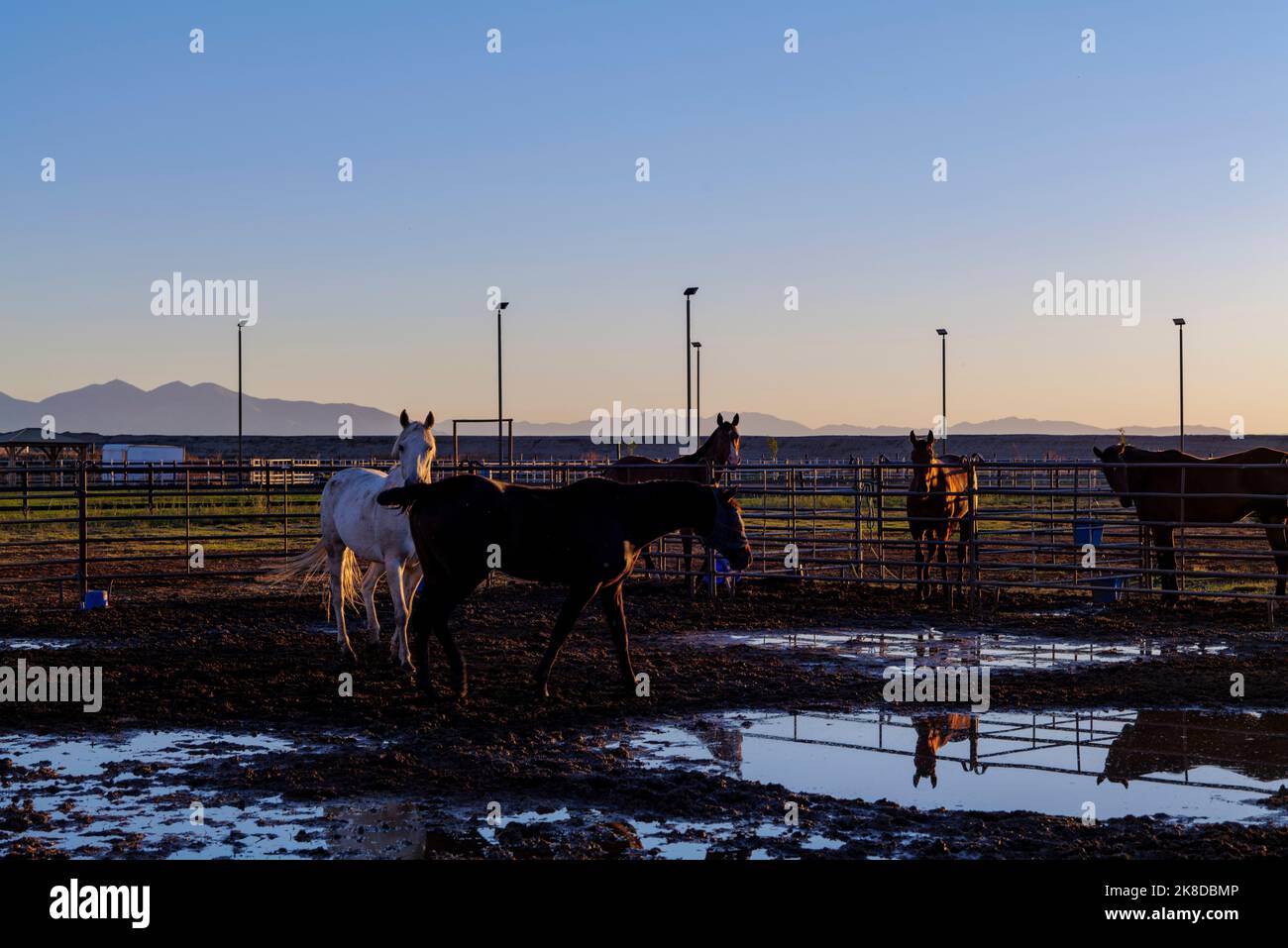 Bay Horse Standing at Split Rail metal fence in a pasture Stock Photo ...