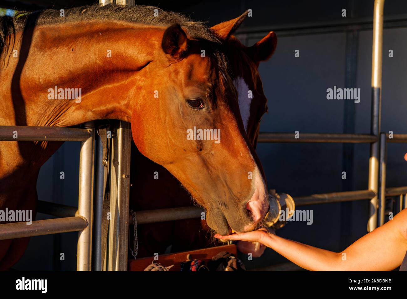 Three horses with their head outside of the stable Stock Photo - Alamy