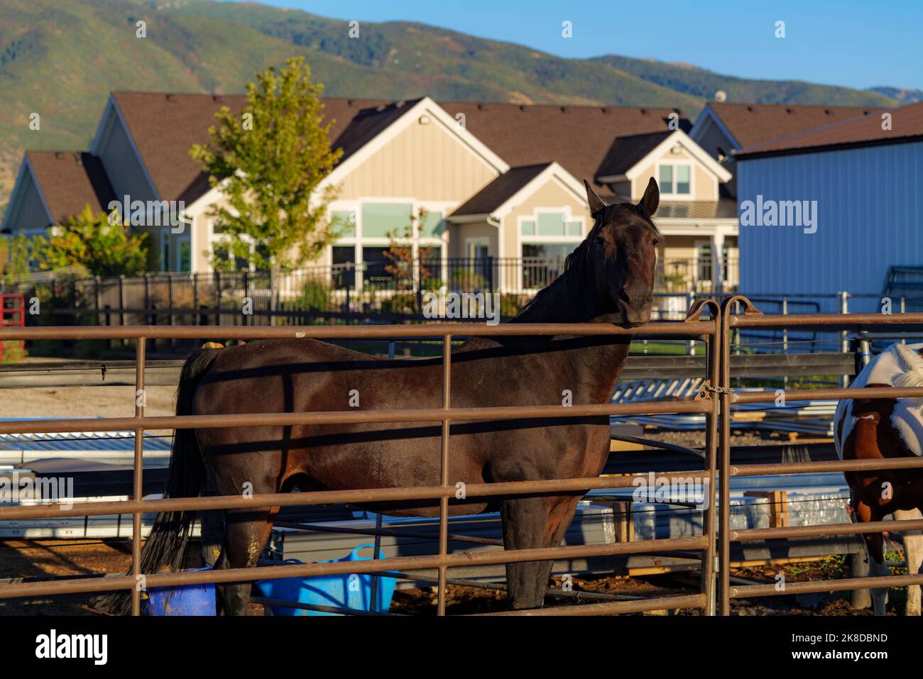 Bay Horse Standing at Split Rail metal fence in a pasture, mountain ...