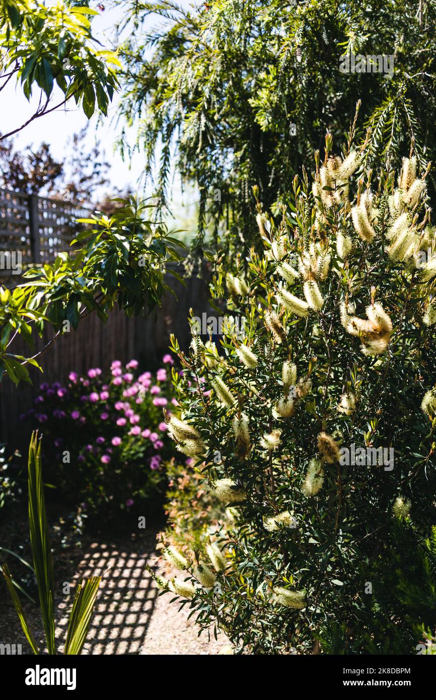 idyllic sunny backyard with yellow callistemon tree and lots of ...