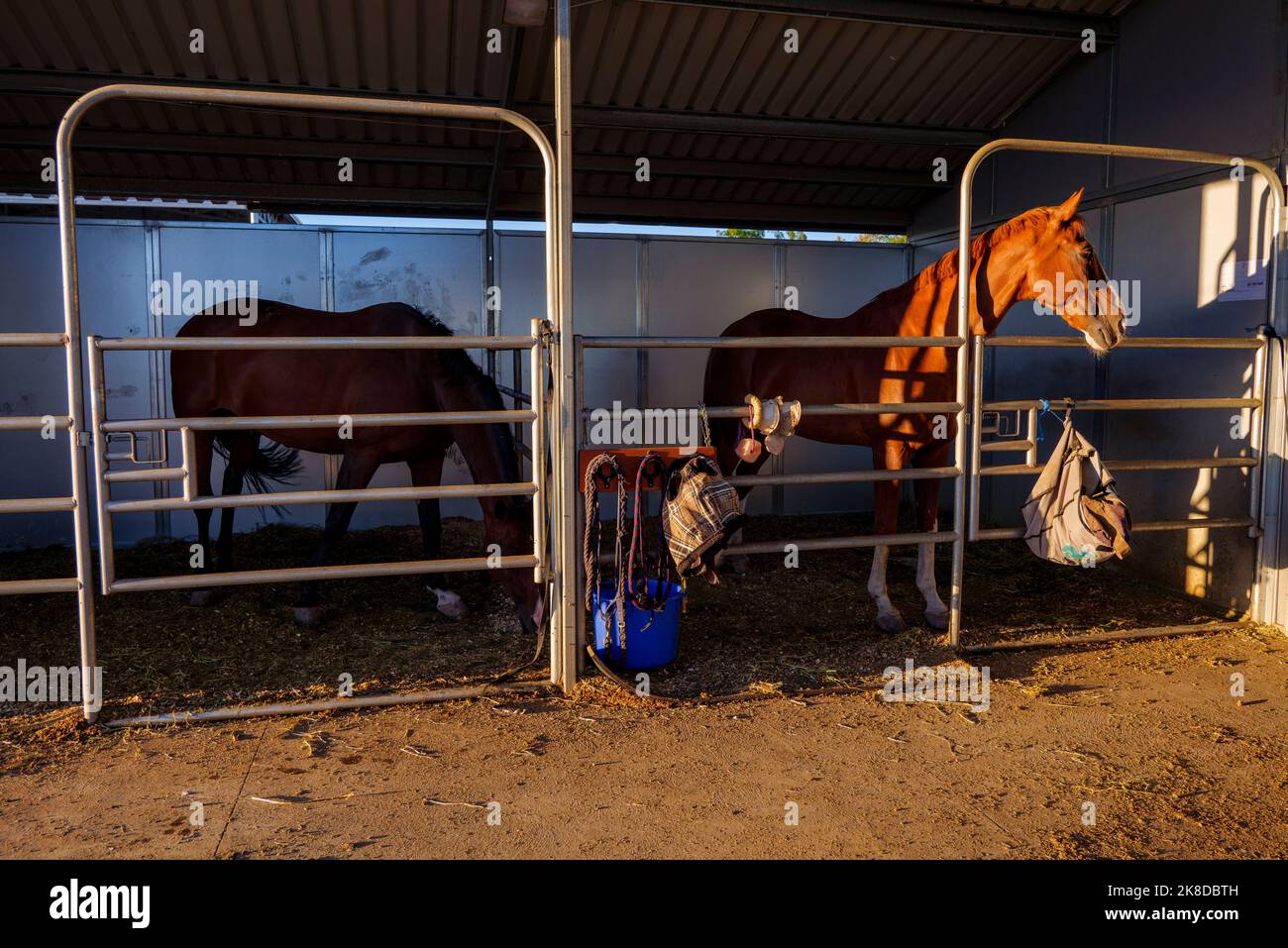 Three horses with their head outside of the stable Stock Photo - Alamy