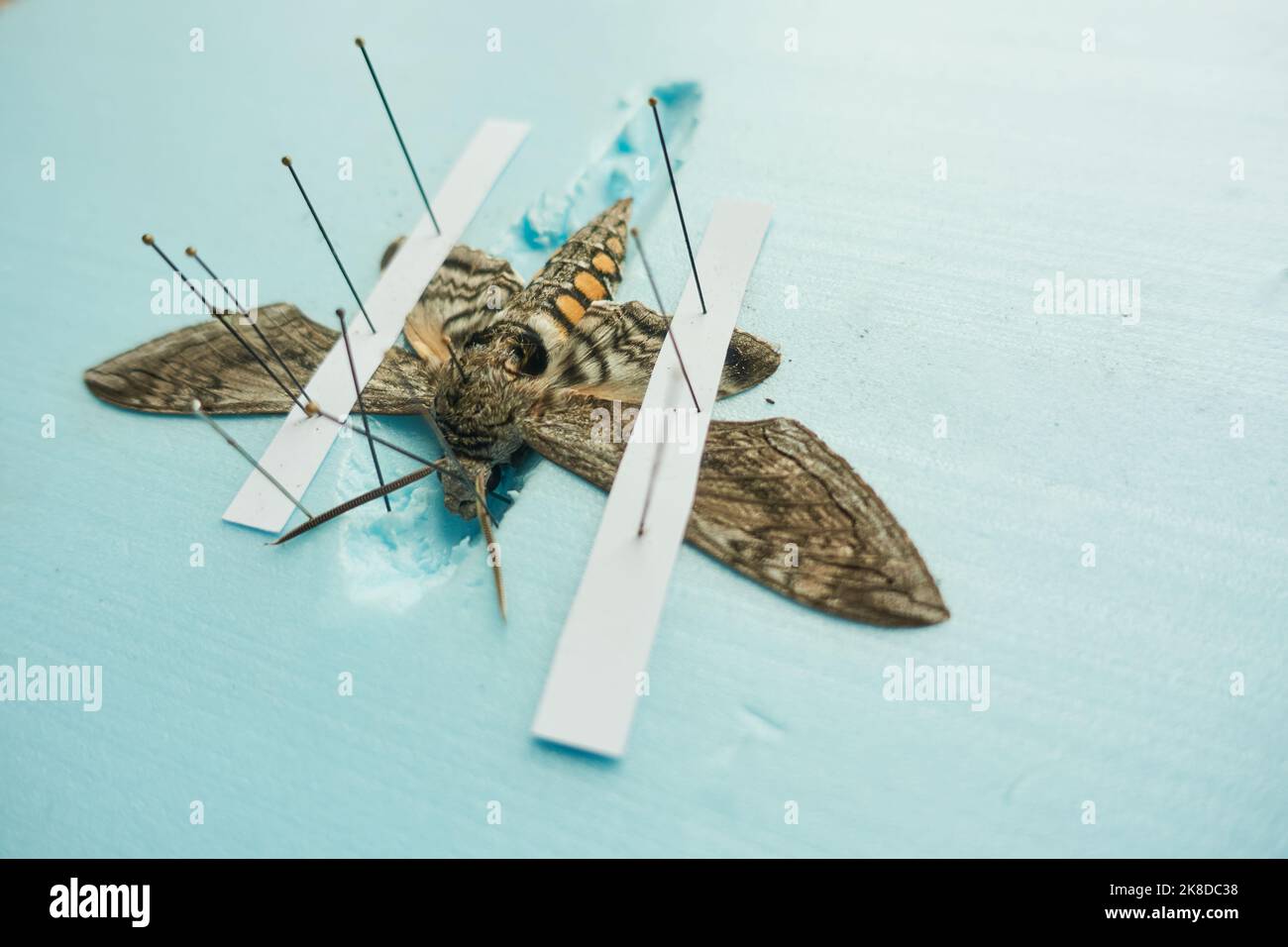 pinned tomato hornworm moth with wings spread on a foam board Stock ...